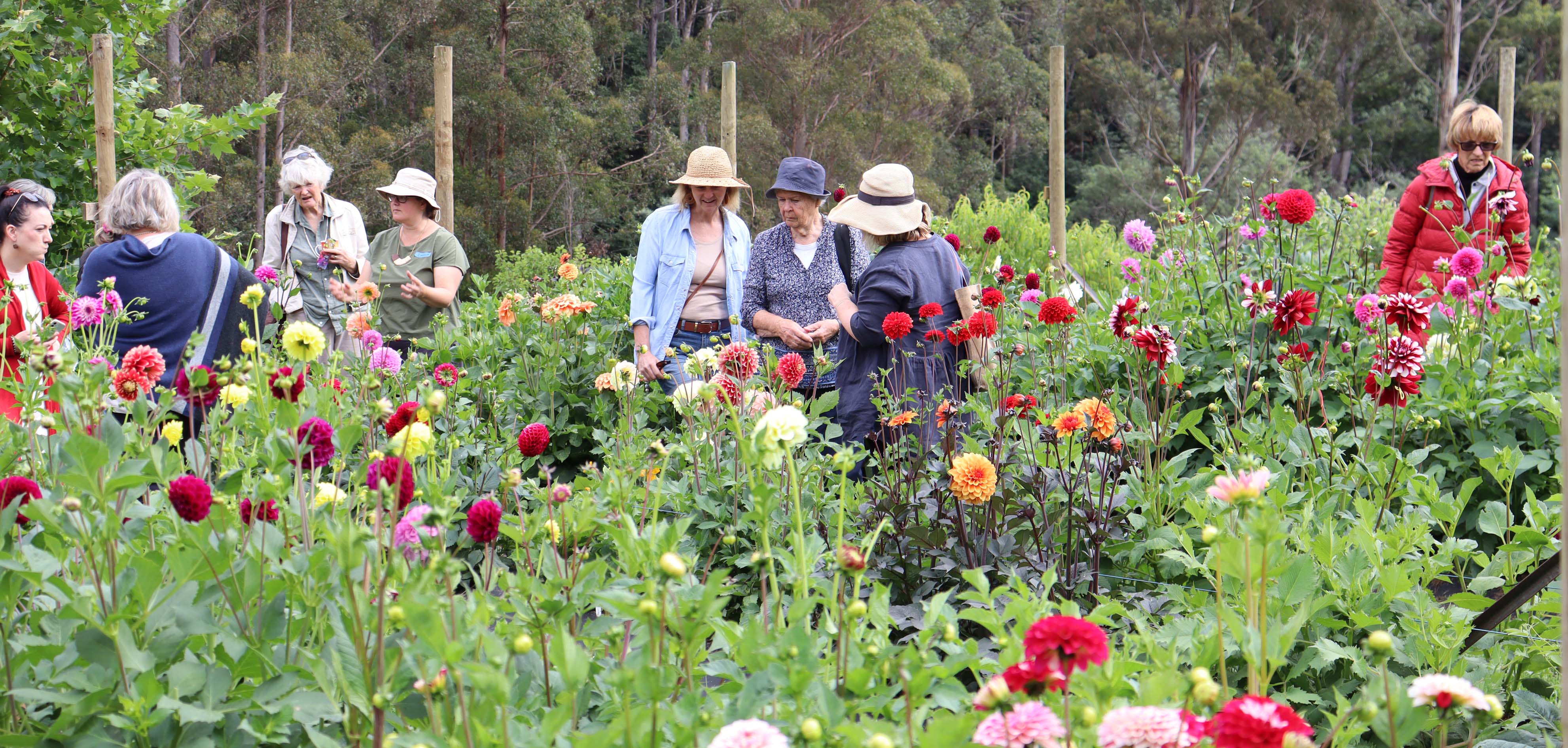 Membership and Section details – Hobart Horticultural Society Inc.
